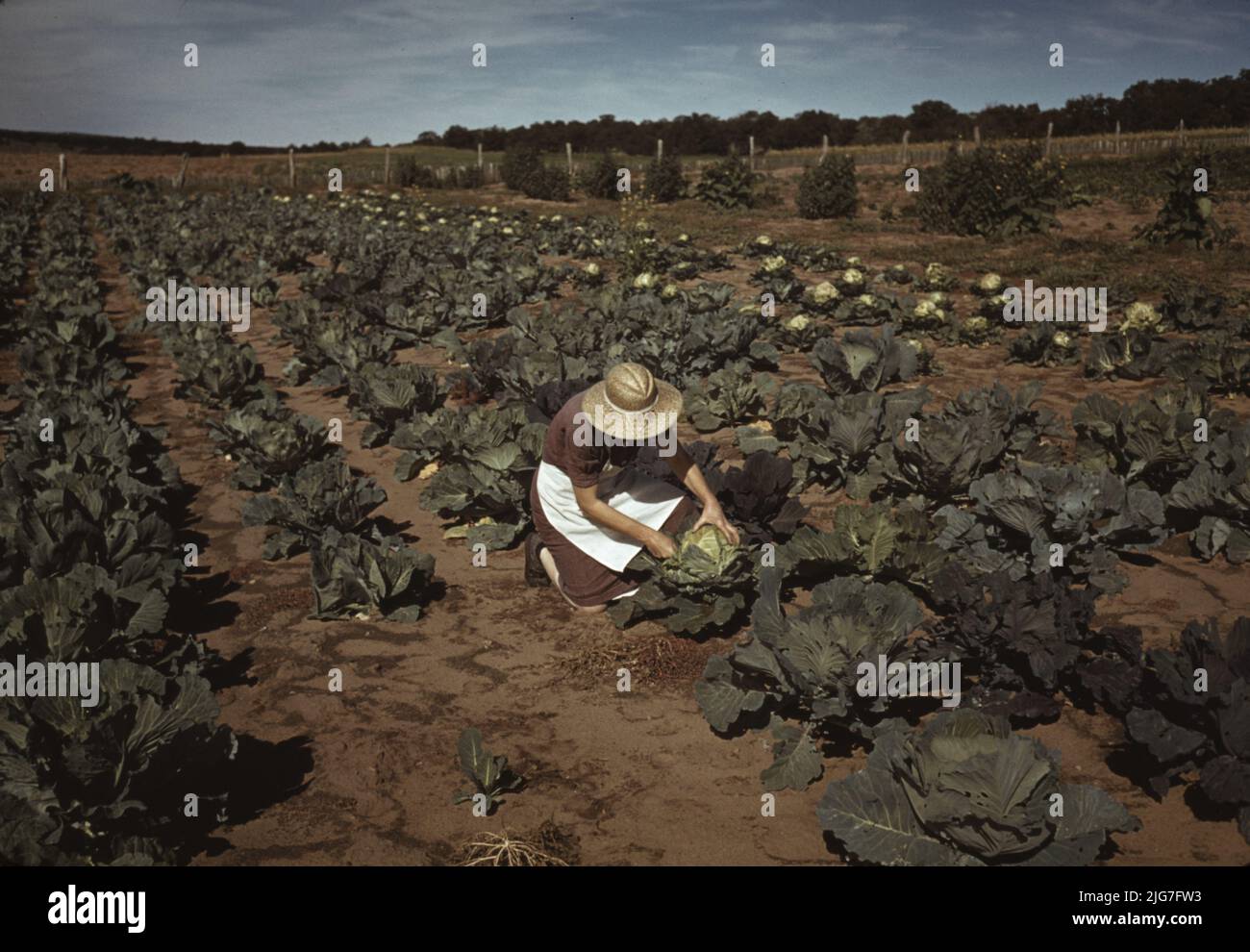 Mrs. [Jim] Norris with homegrown cabbage, one of the many vegetables ...