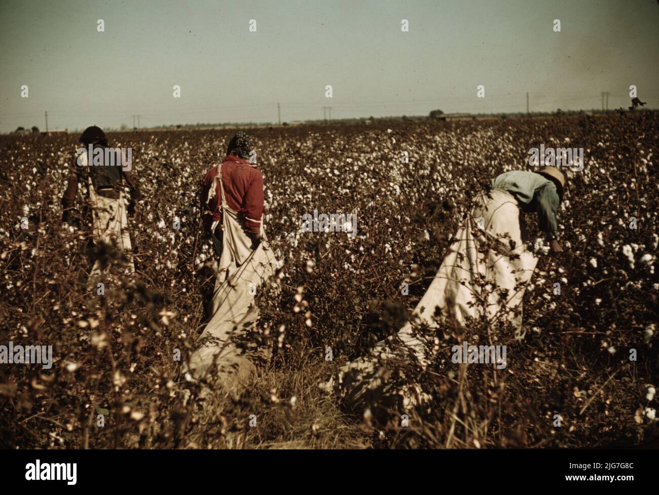 Cotton pickers 1930s hi-res stock photography and images - Alamy