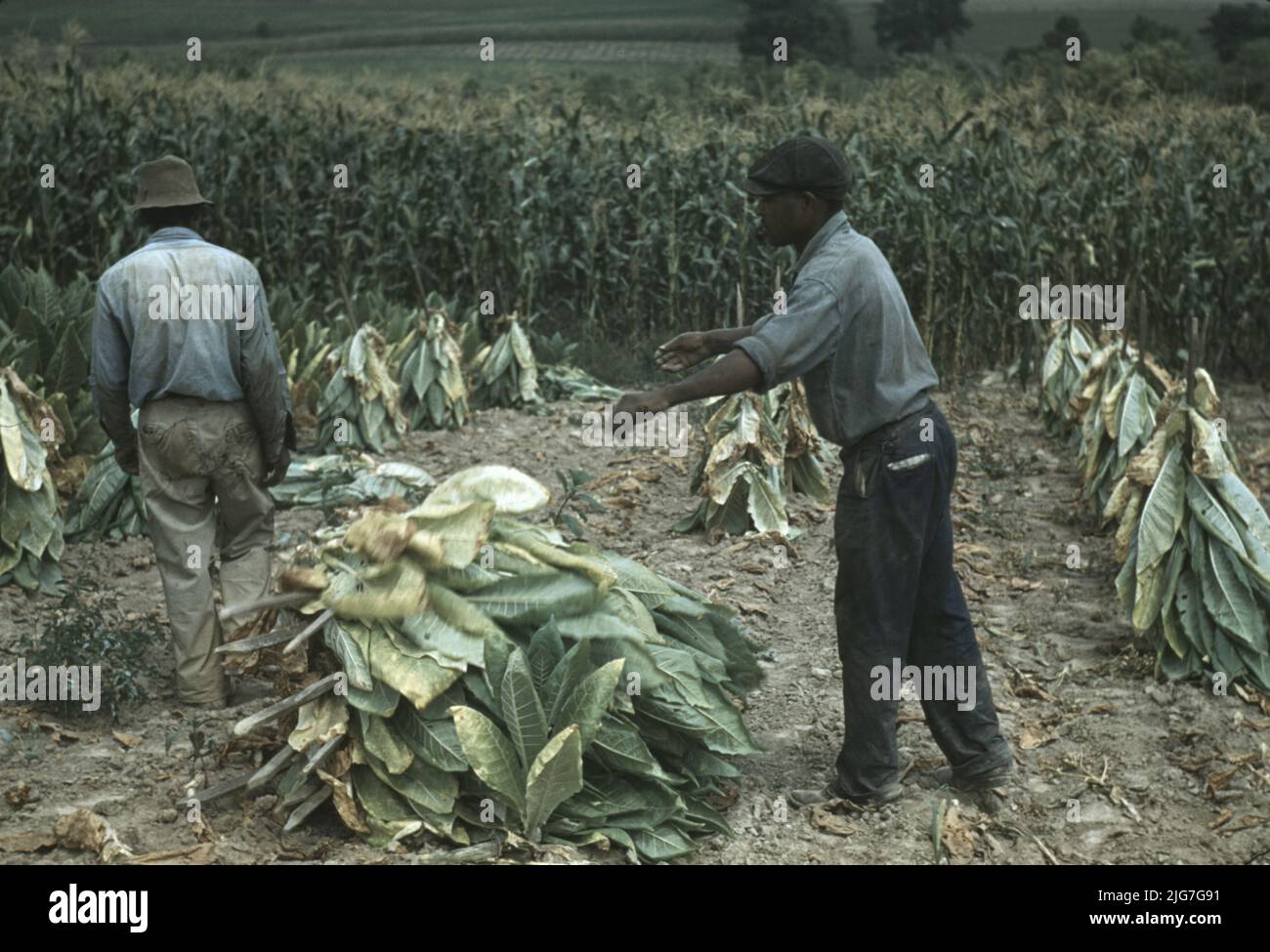 Burley tobacco is placed on sticks to wilt after cutting, before it is ...