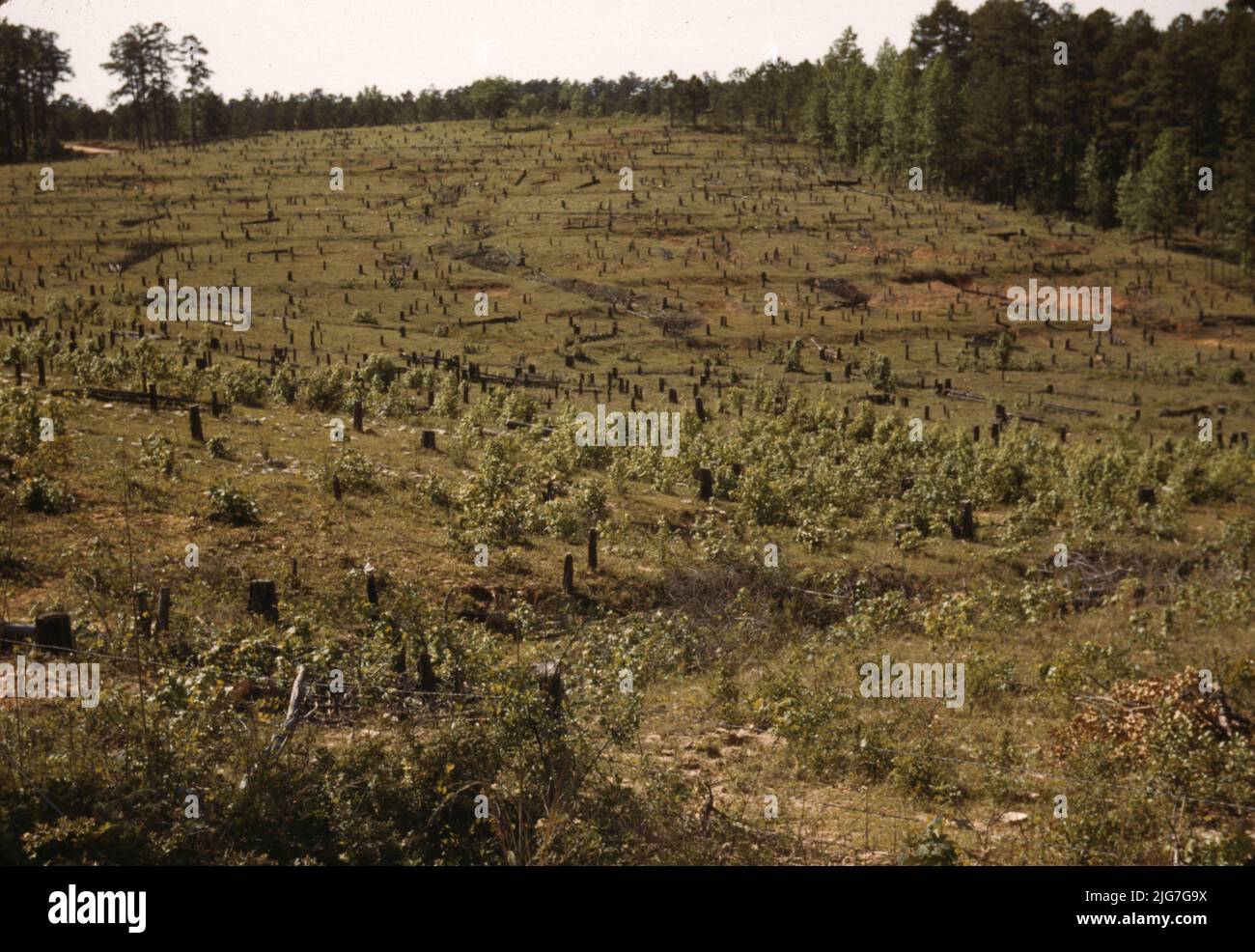 Field with tree stumps Stock Photo - Alamy
