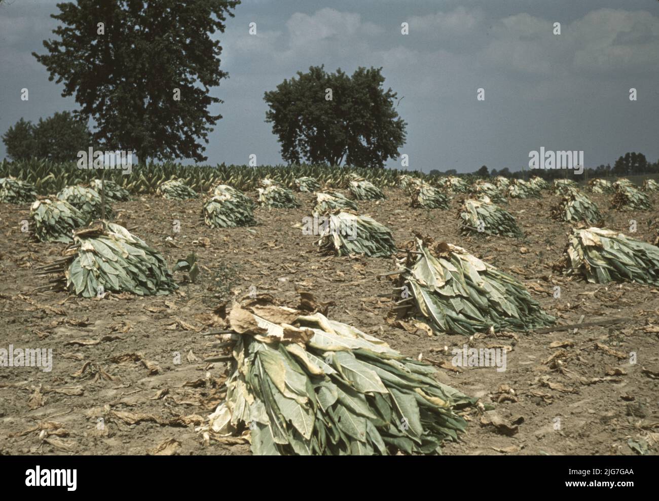 Burley tobacco is placed on sticks to wilt after cutting, before it is ...