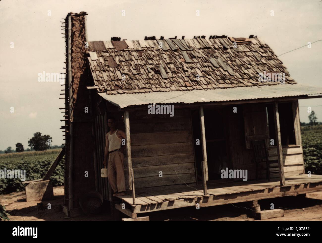An old tenant house with a mud chimney and cotton growing up to its ...