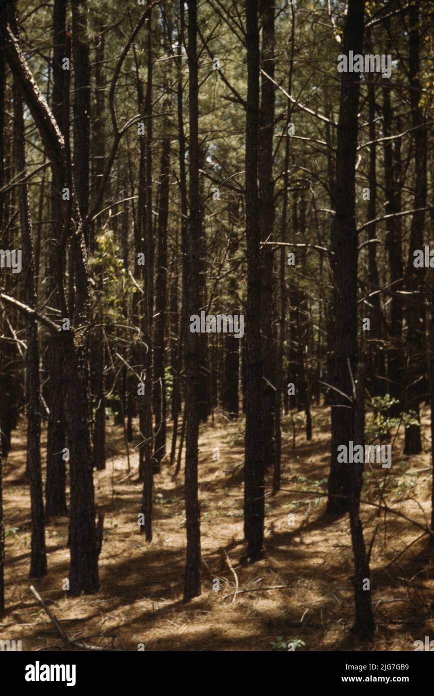 Timber, reforestation project, Maryland Stock Photo - Alamy