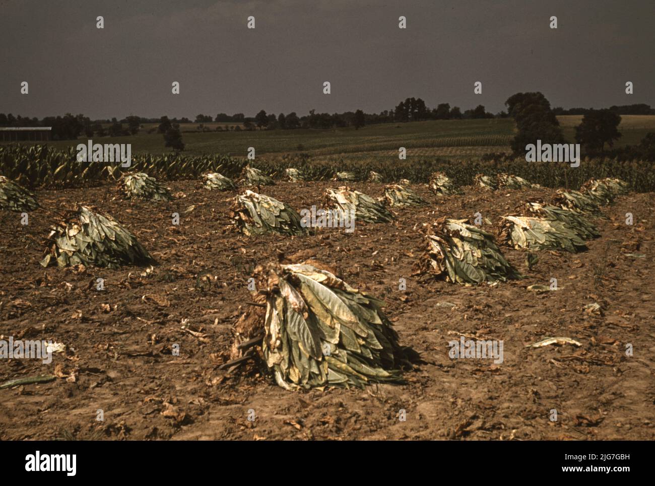 Burley tobacco is placed on sticks to wilt after cutting, before it is ...