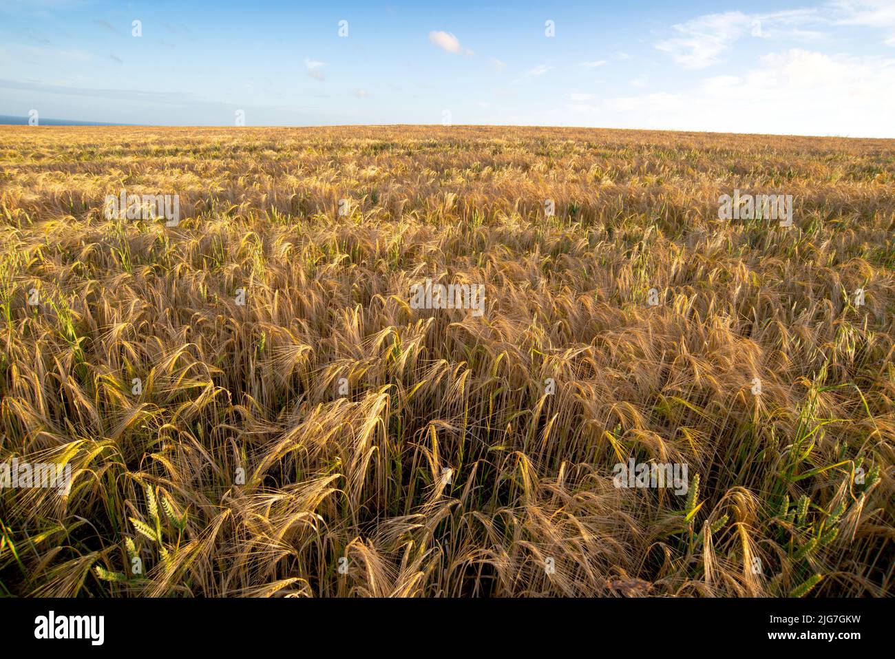 Dorset, United Kingdom-June 2022.Barley ripening on a farm near ...