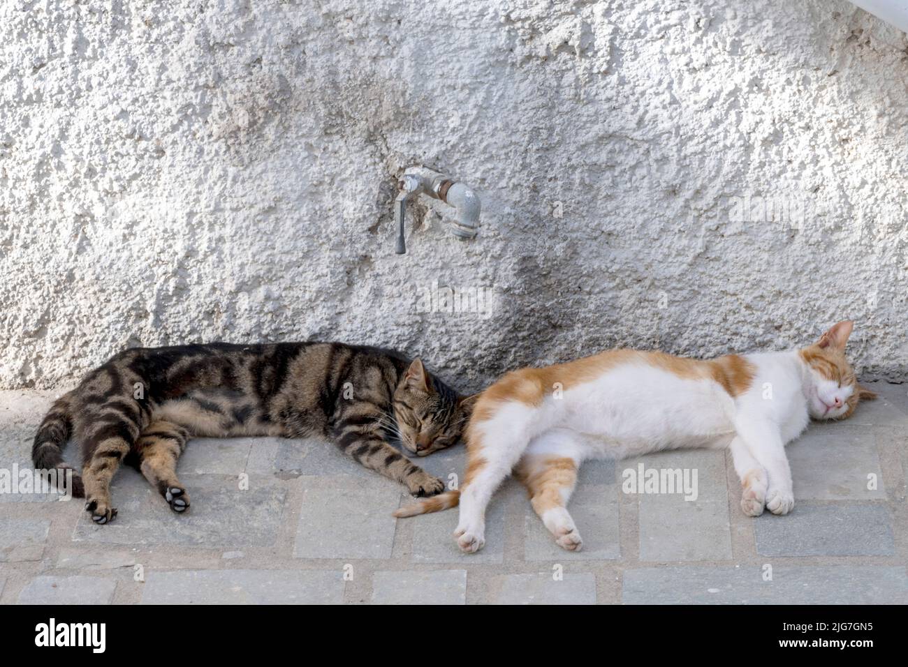 Griechische katze hi-res stock photography and images - Alamy