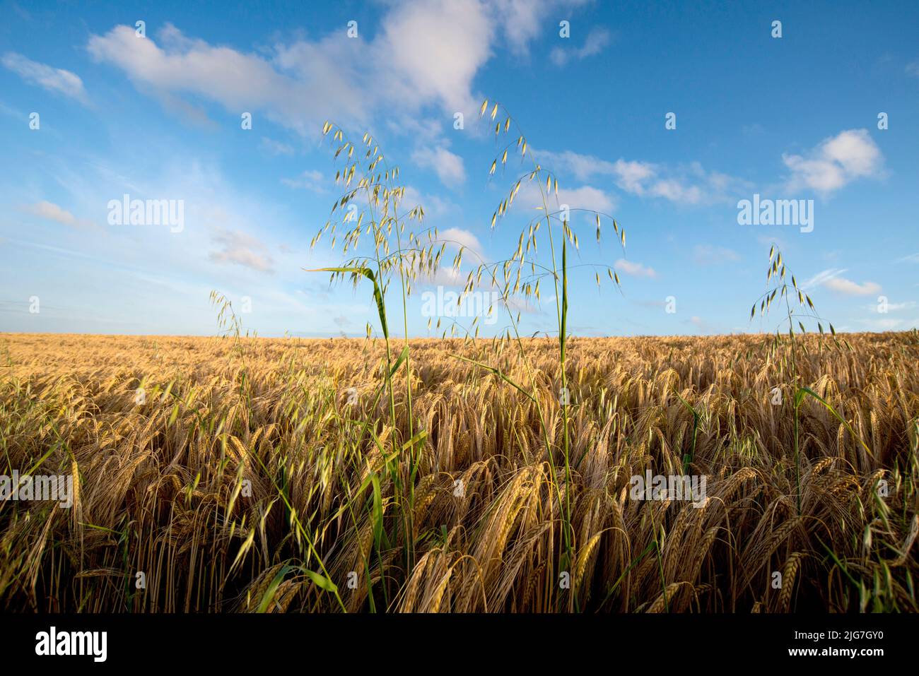 British arable weeds hi-res stock photography and images - Alamy