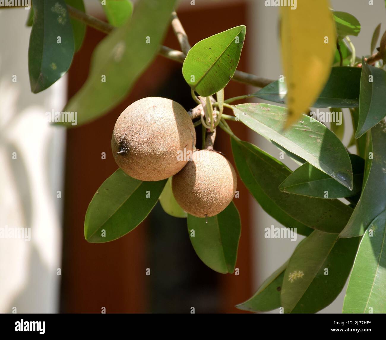 Sapodilla fruit on atree which is commonly known as Chiku in India ...