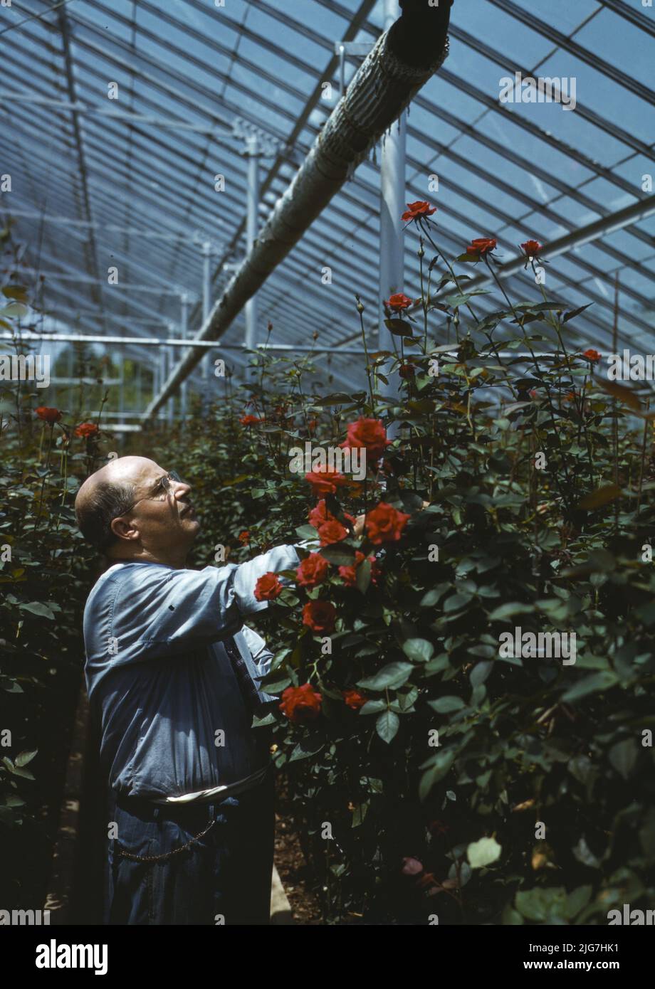 Nick Grillo, as a boy in Italy, dreamed of America and its opportunity ...