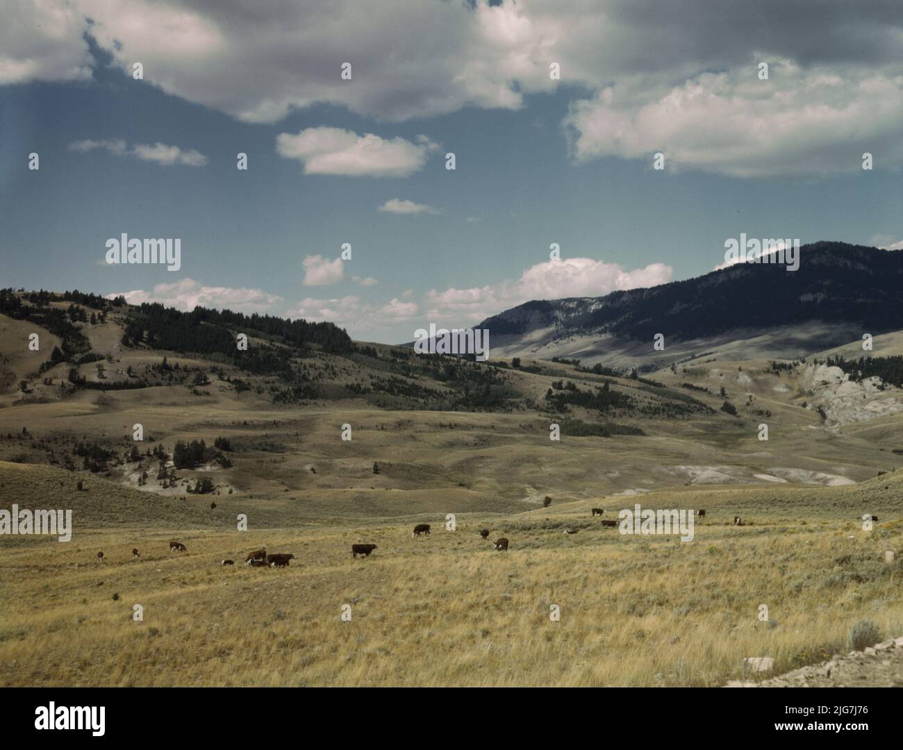 Bands of sheep [i.e. cattle] on the Gravelly Range at the foot of Black ...