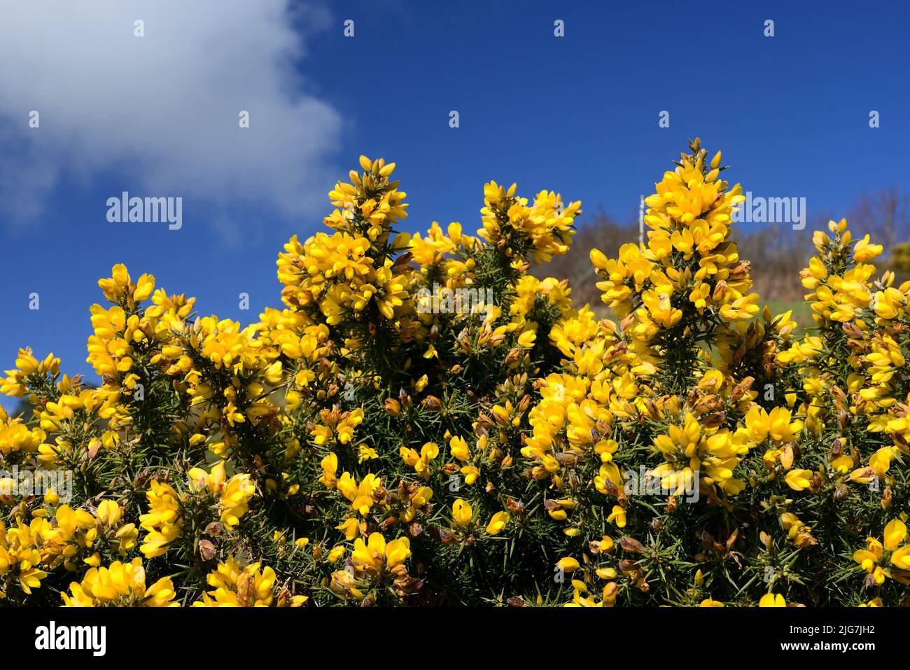 Gorse bushes and cloud formation in a blue sky Stock Photo - Alamy
