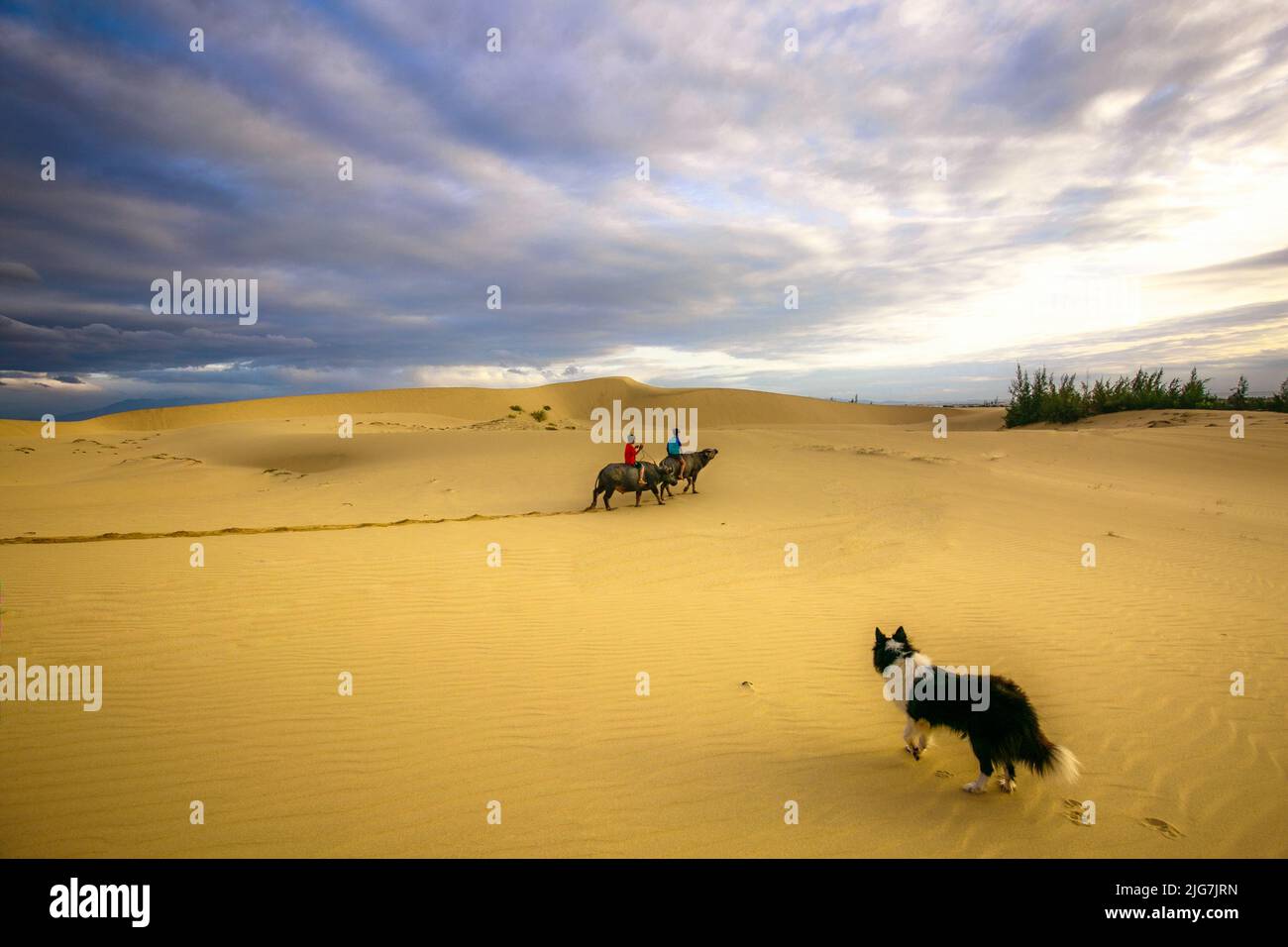 Beautiful view of sand dunes under sunny blue cloud sky in Nam Cuong ...