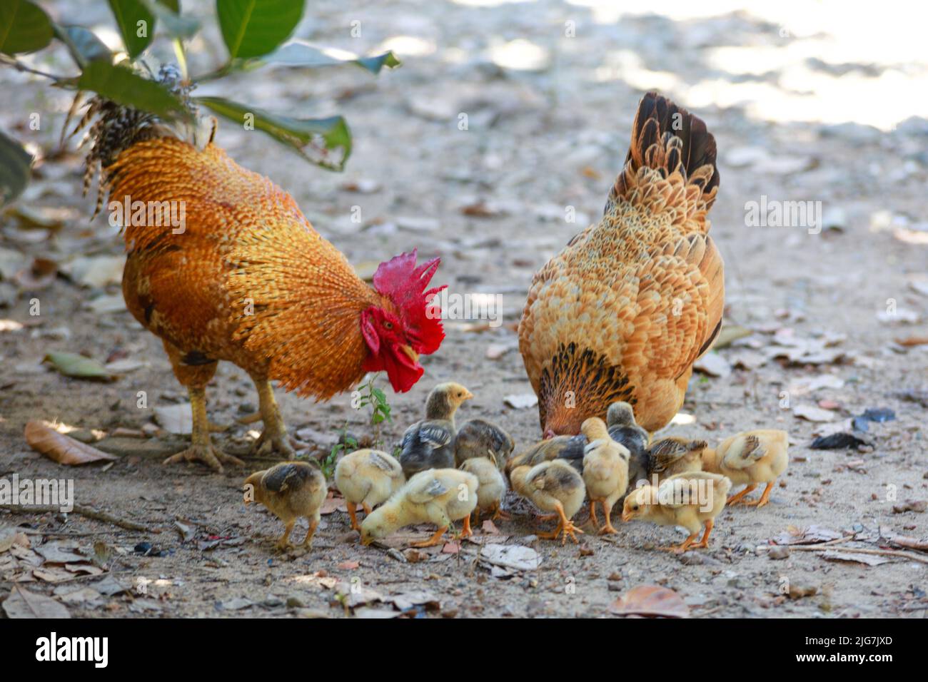 Hen and chickens in a rural yard, free range. Sustainable economy ...