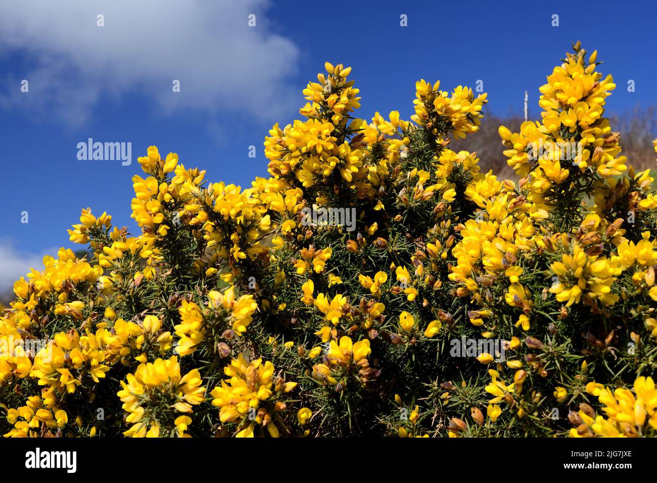 Gorse bushes and cloud formation in a blue sky Stock Photo - Alamy