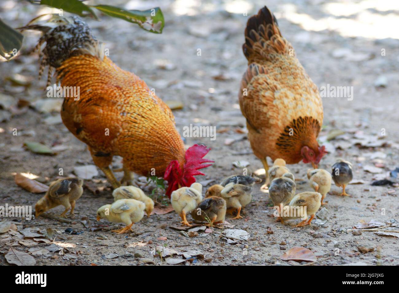 Hen and chickens in a rural yard, free range. Sustainable economy ...