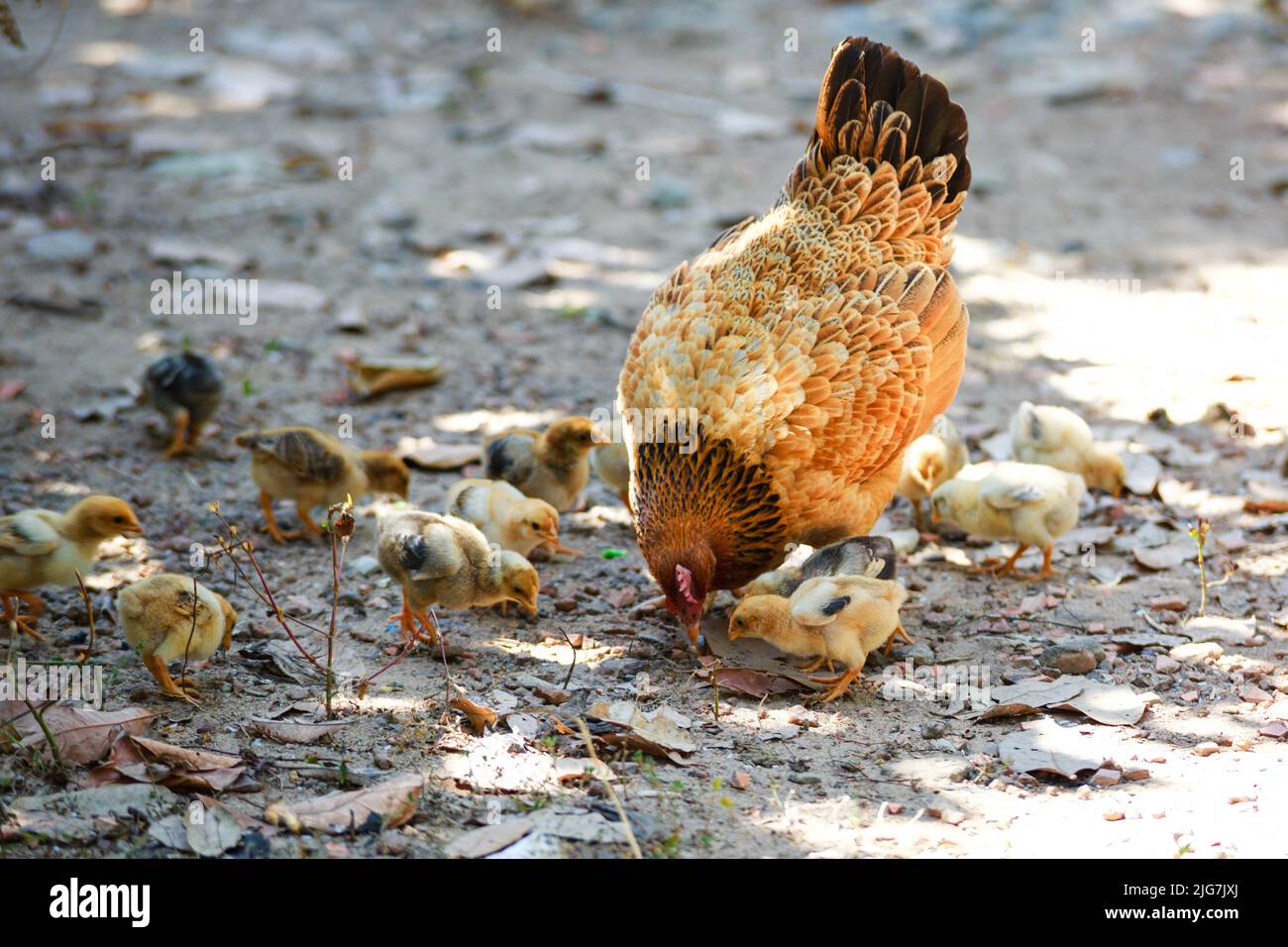 Hen and chickens in a rural yard, free range. Sustainable economy ...