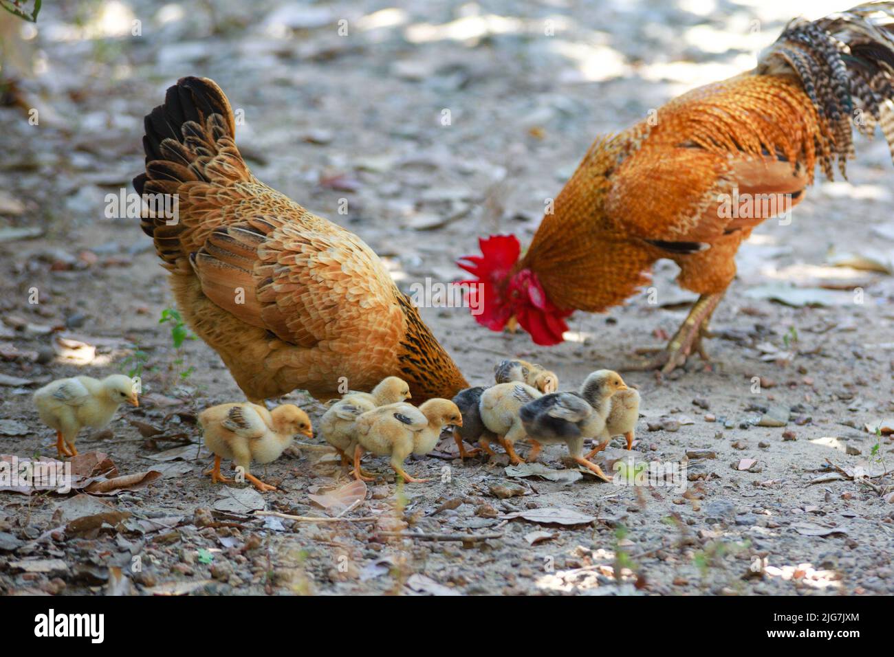 Hen and chickens in a rural yard, free range. Sustainable economy ...
