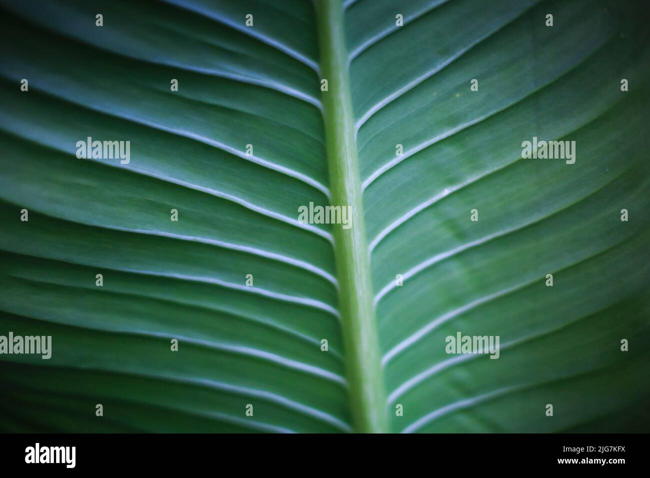 banana leave. Close-up shot. Green leave background Stock Photo - Alamy