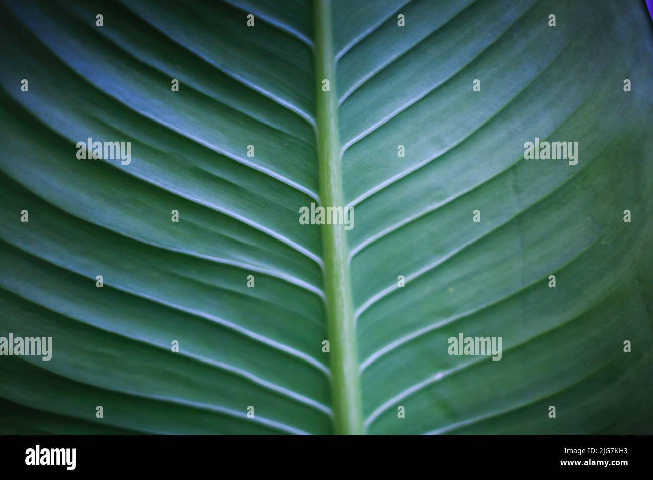 banana leave. Close-up shot. Green leave background Stock Photo - Alamy