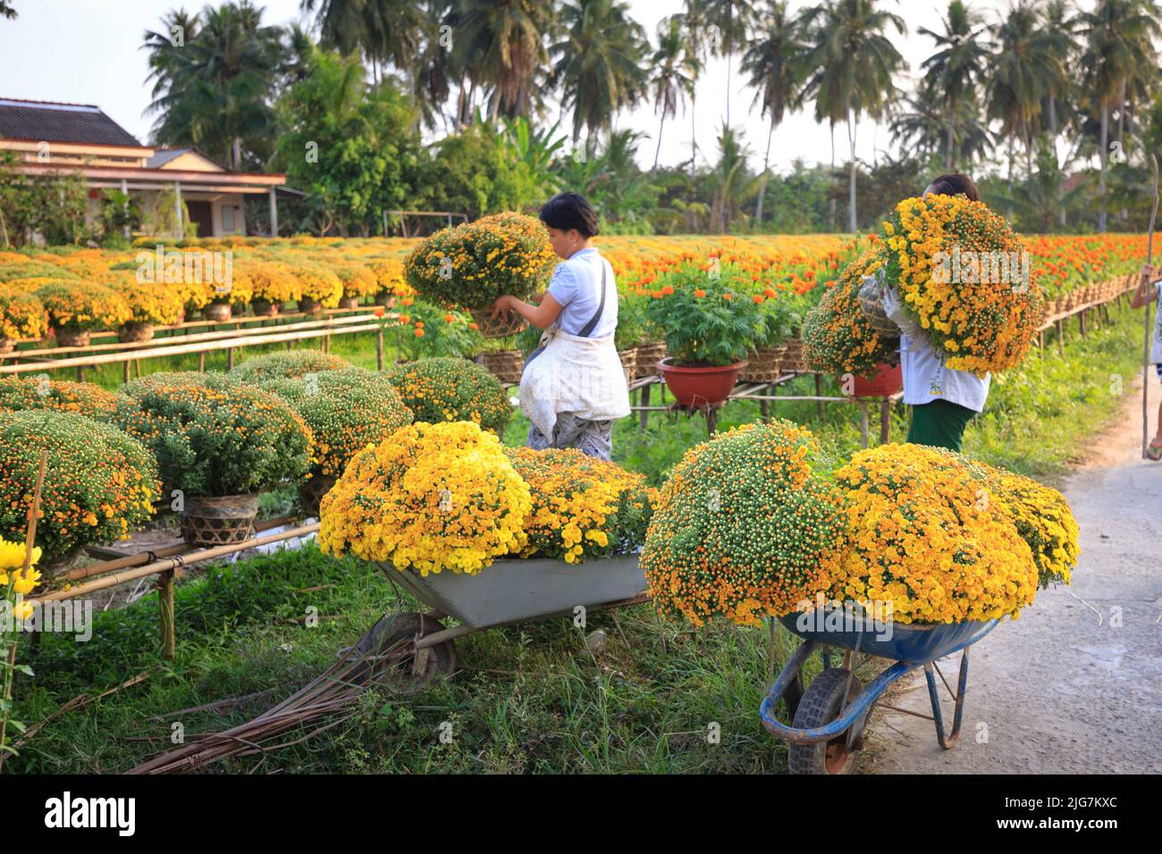 Sa Dec town, Dong Thap province, Vietnam, february 06, 2015: western ...