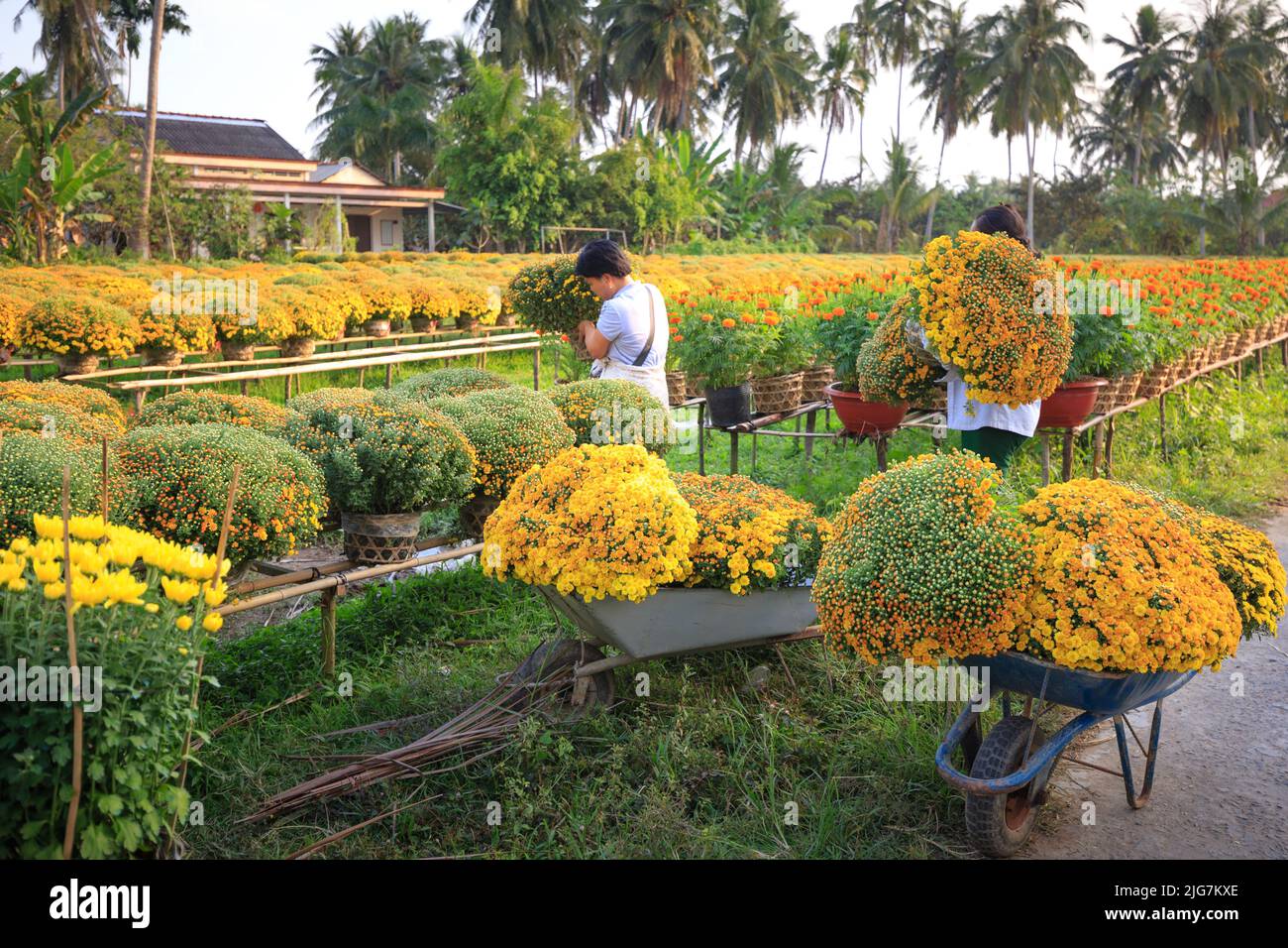 Sa Dec town, Dong Thap province, Vietnam, february 06, 2015: western ...