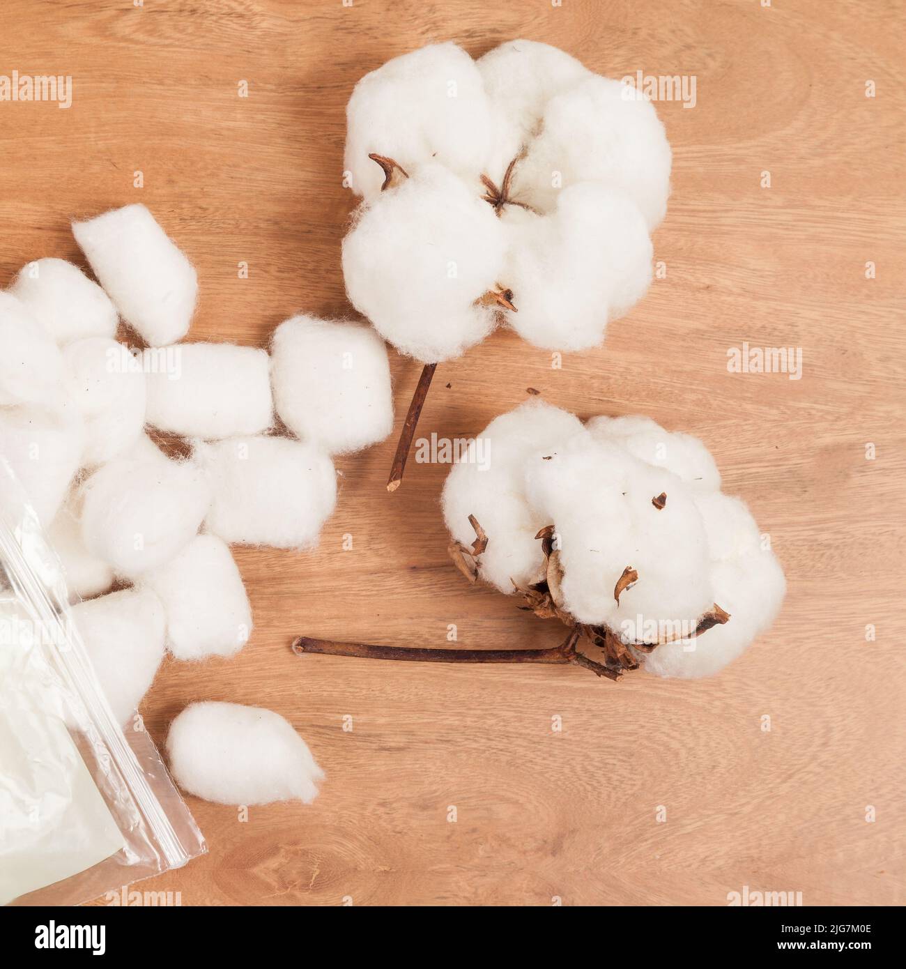 Beautiful fluffy cotton flowers hi-res stock photography and images - Alamy