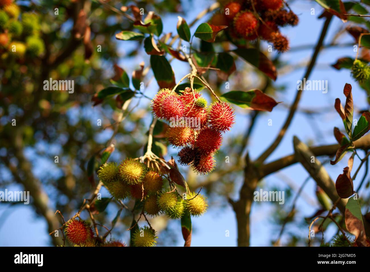 Rambutan growing hi-res stock photography and images - Alamy