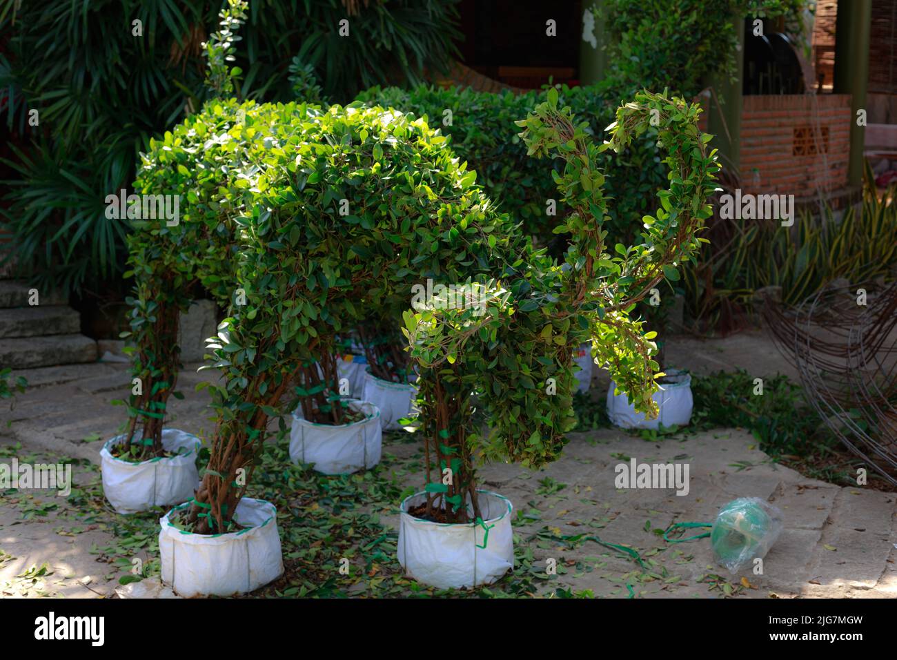 Cai Mon flower village, Can Tho, Vietnam - February 7, 2015: Figure ...