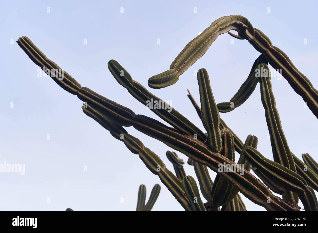 Long cactus branches against a clear blue sky in Montenegro Stock Photo ...