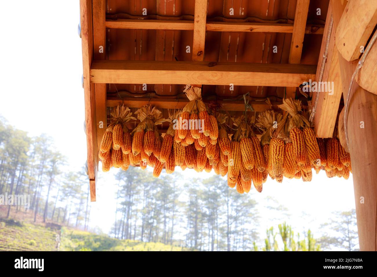 Dry corn hanging on wood Stock Photo - Alamy