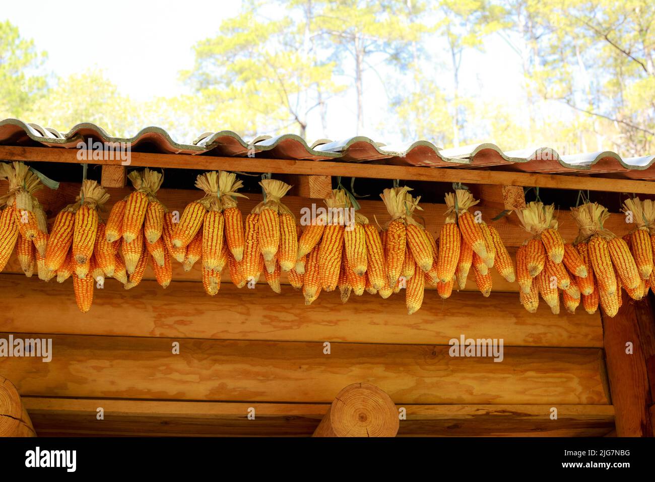 Dry corn hanging on wood Stock Photo - Alamy