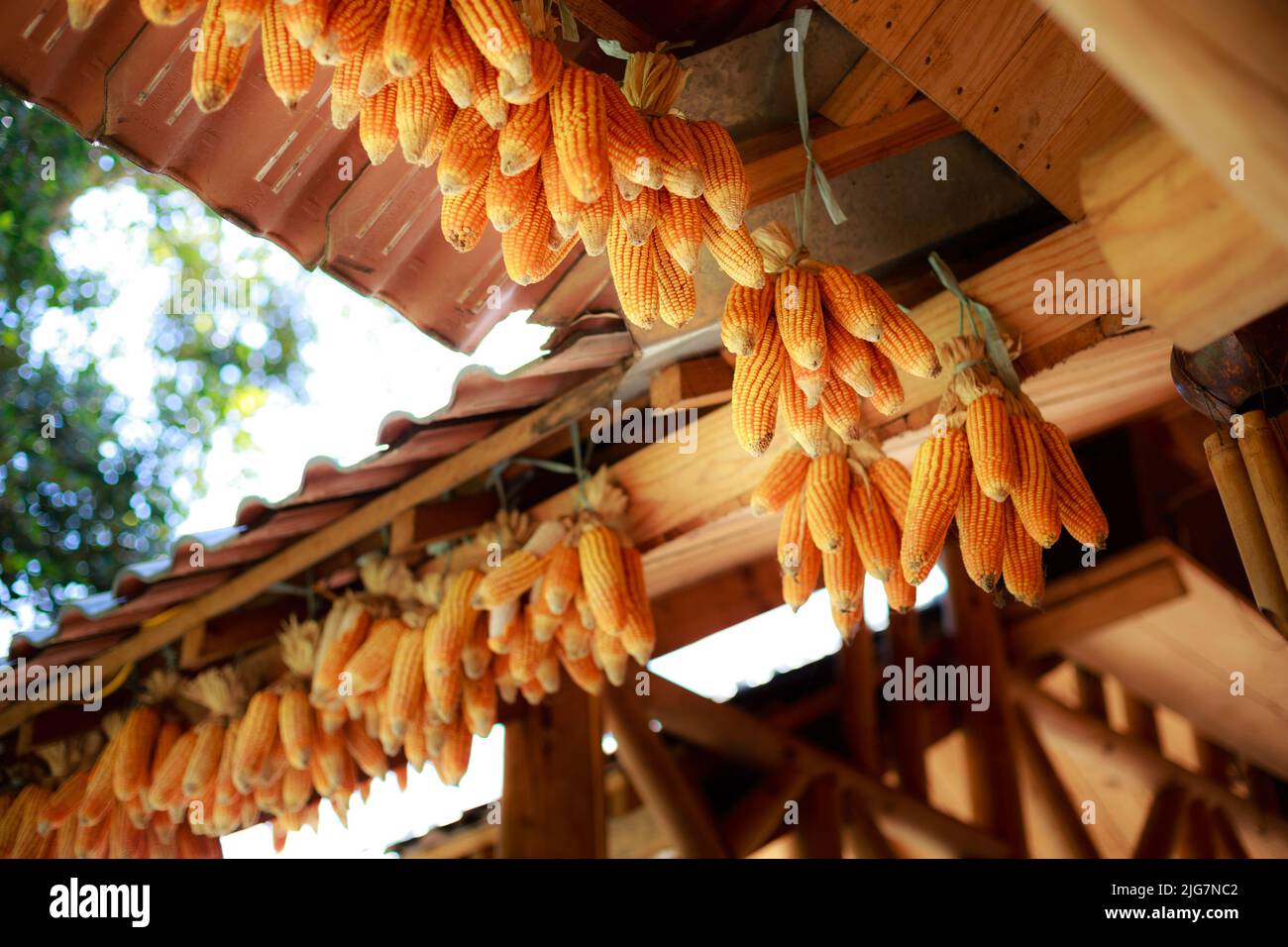 Dry corn hanging on wood Stock Photo - Alamy