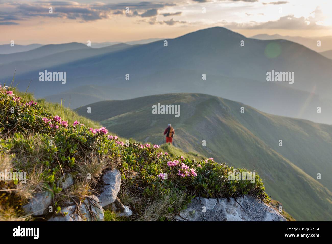 Hiking in the stoned mountains hills covered with flowering ...
