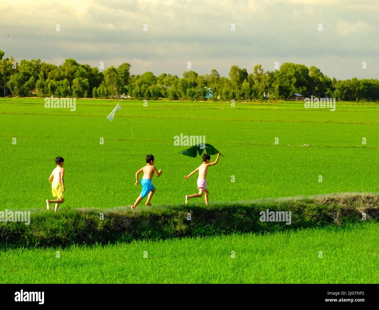 Children fly kites on rice fields in rural Vietnam Stock Photo - Alamy