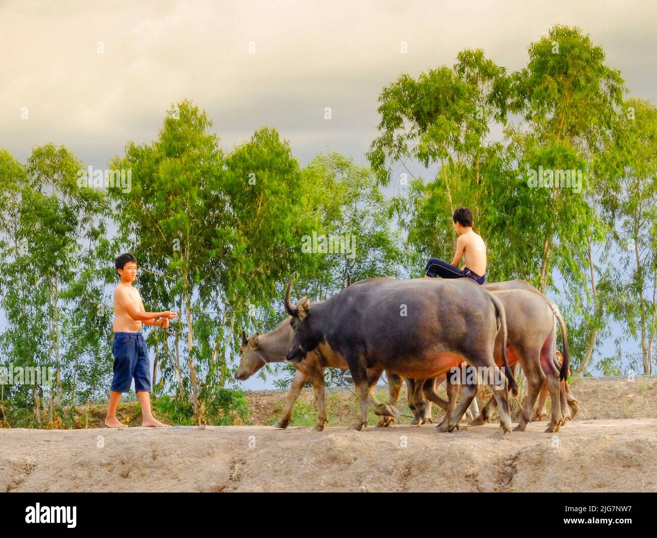 Children herding buffaloes in a rice field in rural Vietnam Stock Photo ...