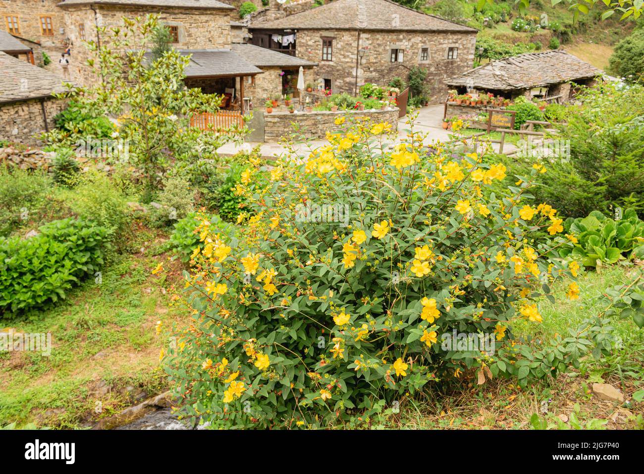 A Beautiful and colorful flowers surrounding the village of As Veigas ...