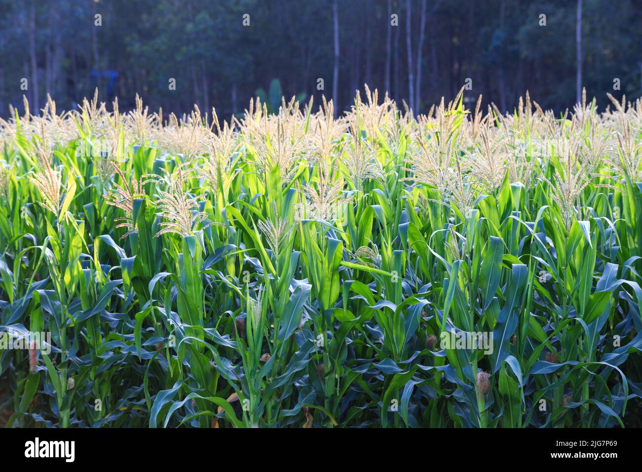 A selective focus picture of corn flower at organic corn field Stock ...