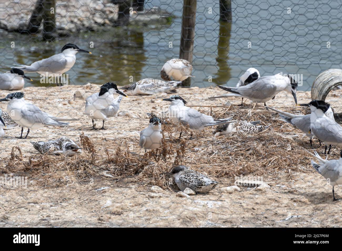 Sandwich terns, sandwich tern (Sterna sandvicensis) breeding colony on ...