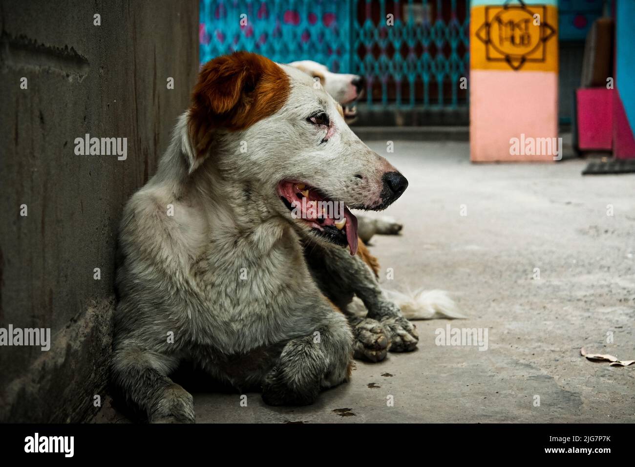 Closeup shot street dog hi-res stock photography and images - Alamy