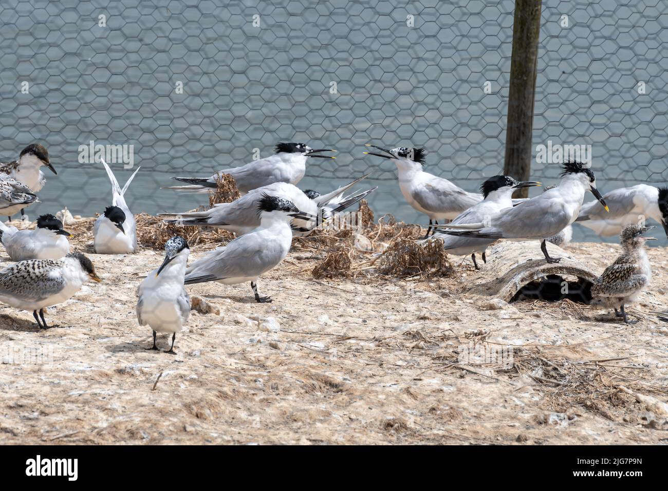 Sandwich terns, sandwich tern (Sterna sandvicensis) breeding colony on ...