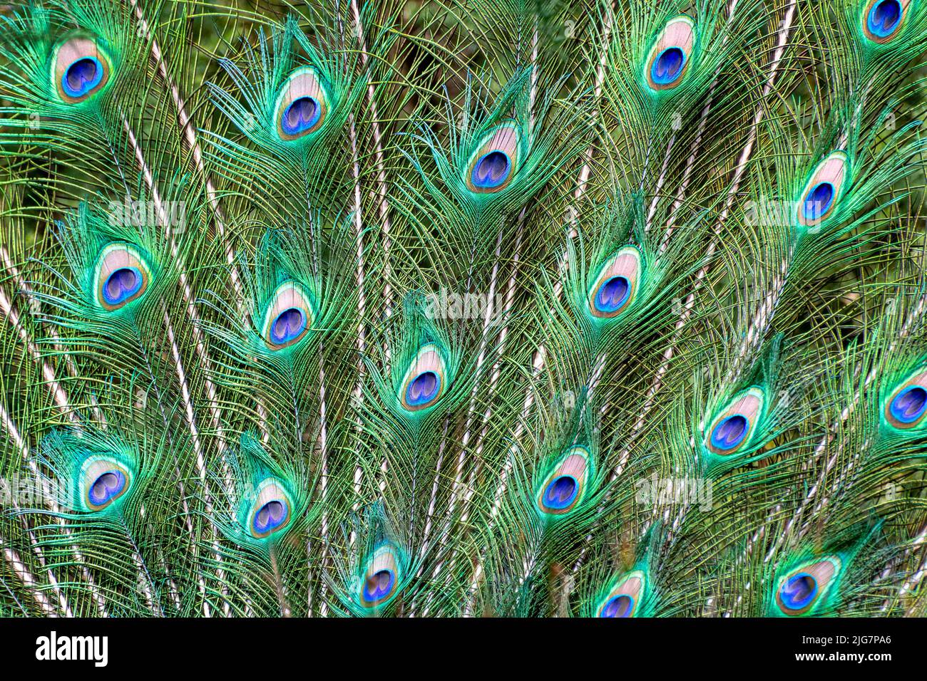 Peacock tail feathers hi-res stock photography and images - Alamy