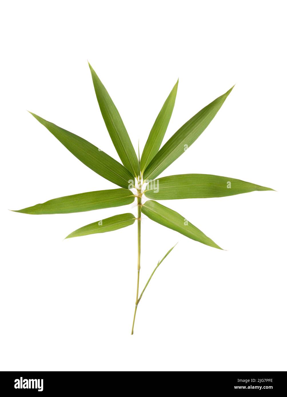 closeup view of bamboo tree leaves, green branch foliage isolated on ...