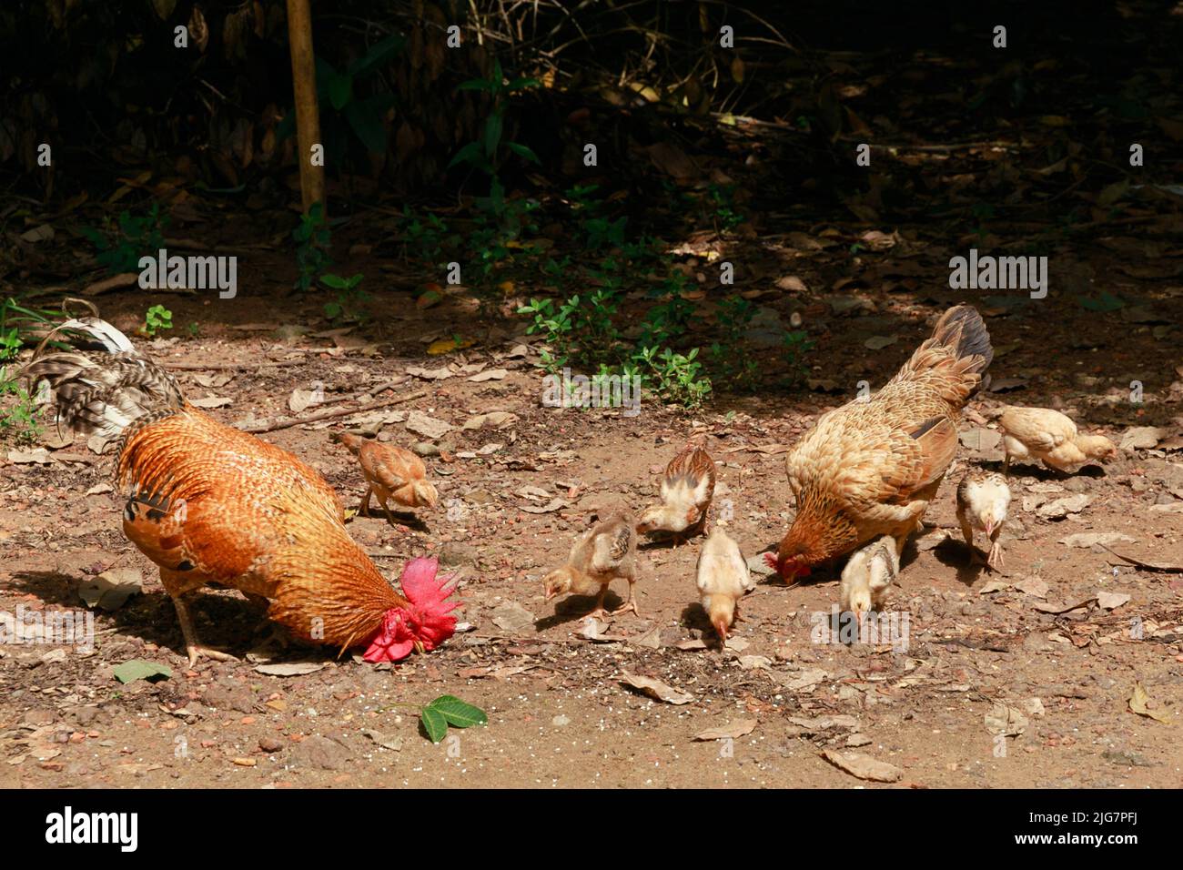 Hen and chickens in a rural yard, free range. Sustainable economy ...