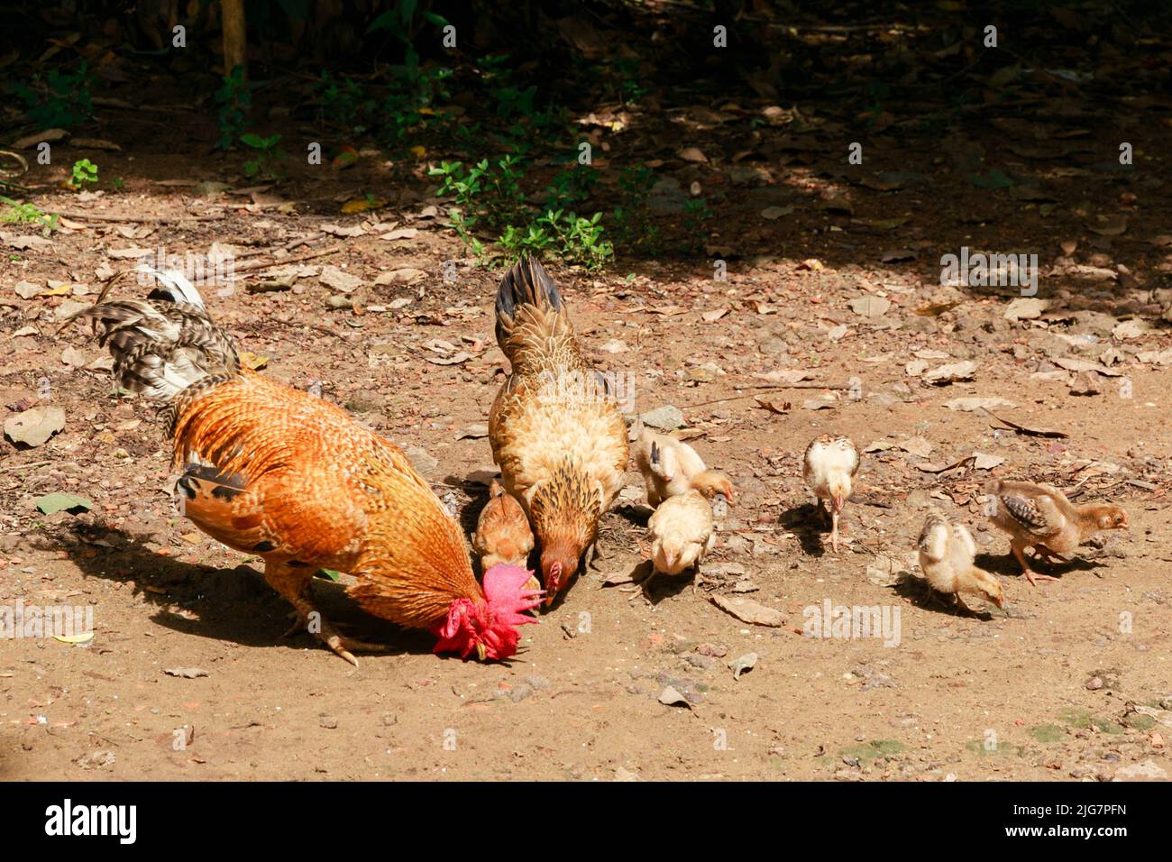 Hen and chickens in a rural yard, free range. Sustainable economy ...