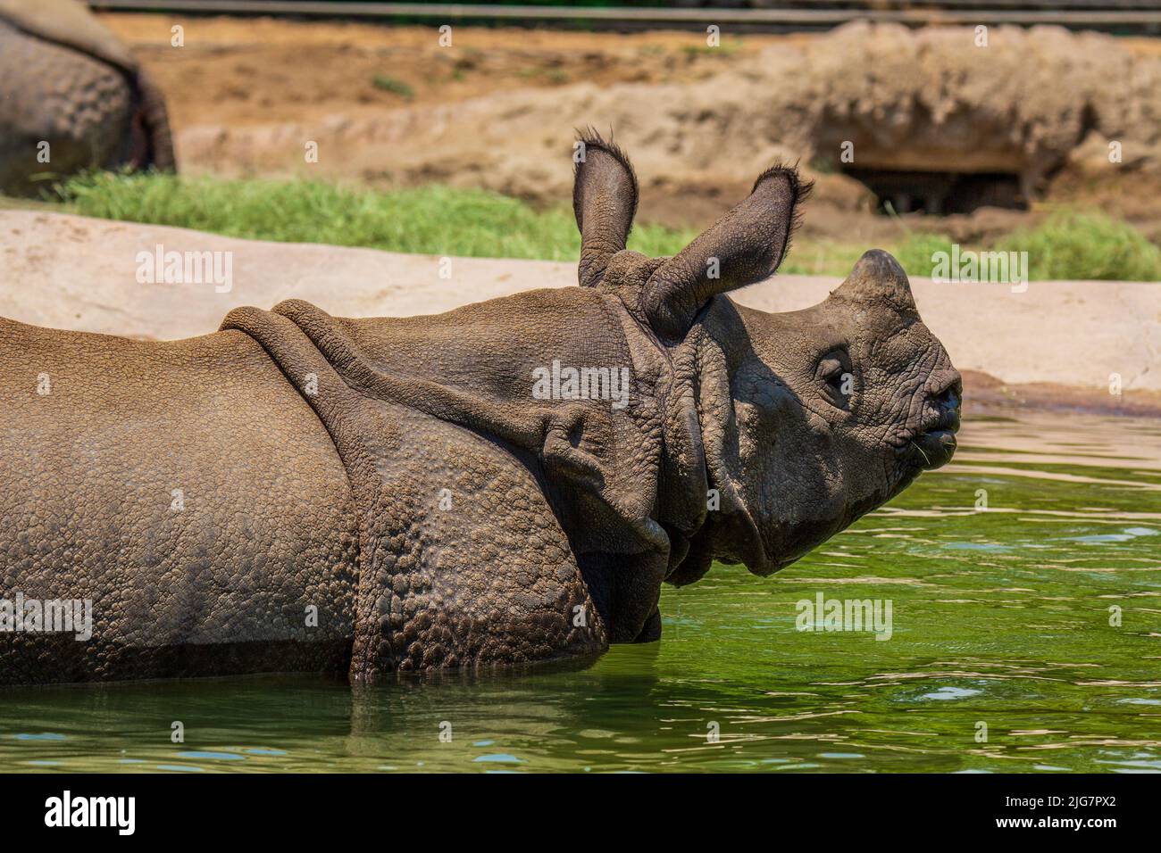 A rhino swimming in the river on blurred background Stock Photo - Alamy