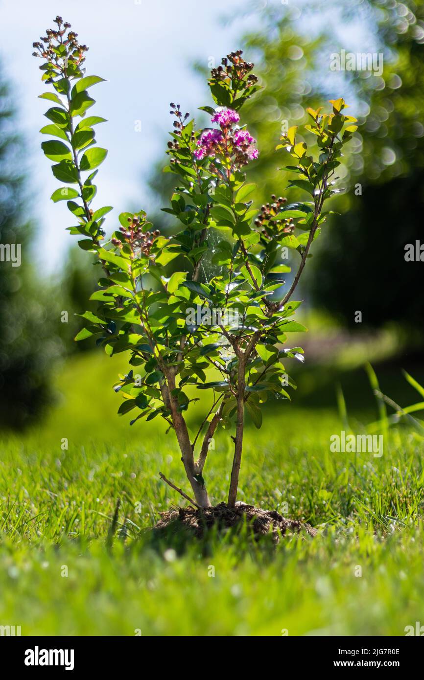 A vertical closeup of a newly planted crepeflower (Lagerstroemia indica ...