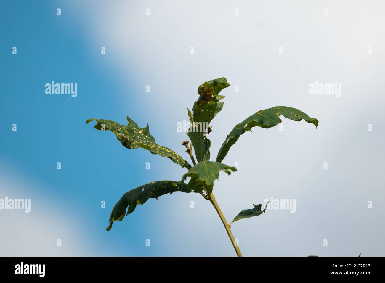 Insect infested hi-res stock photography and images - Alamy