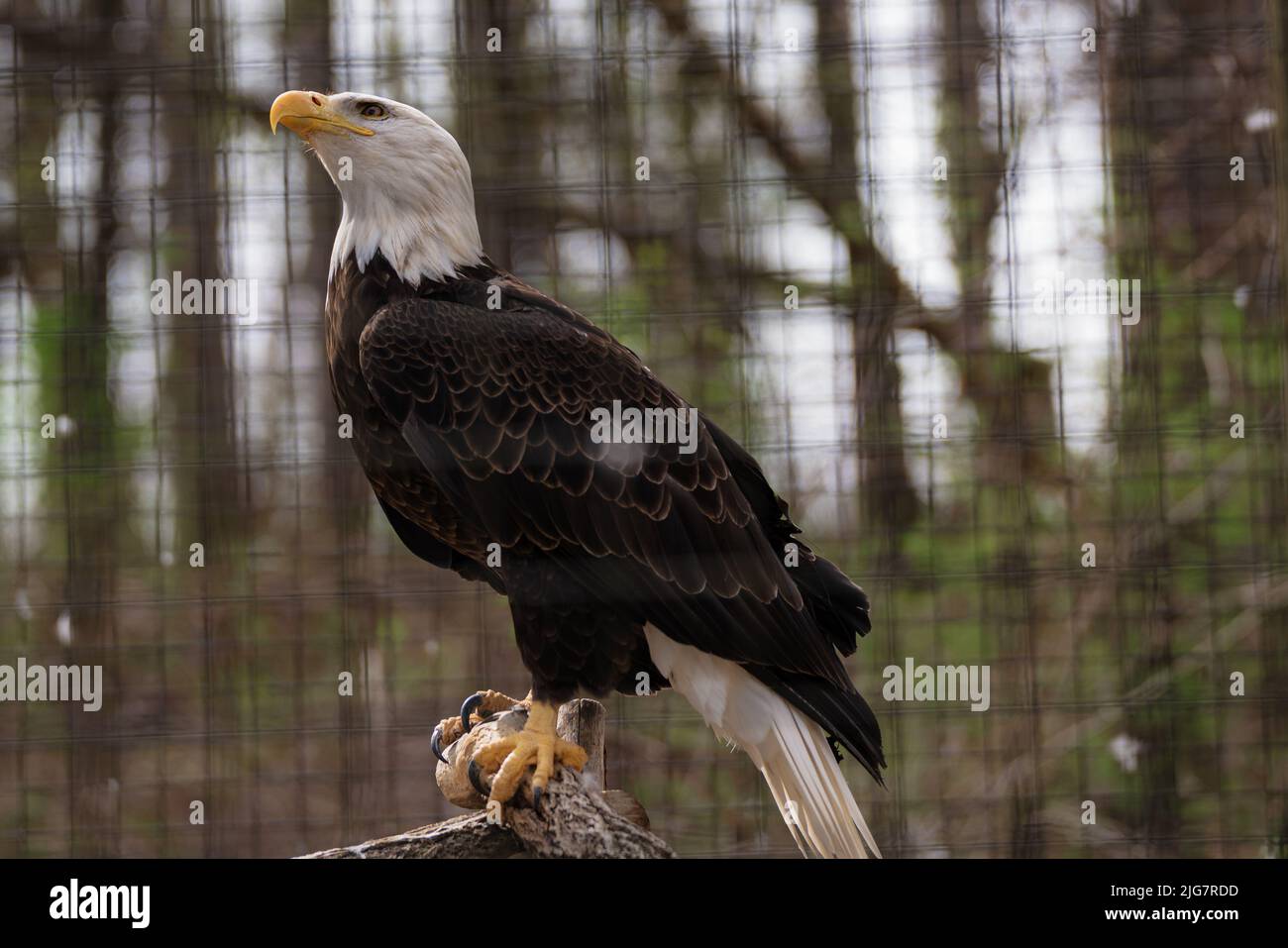 A closeup shot of a perched eagle Stock Photo - Alamy
