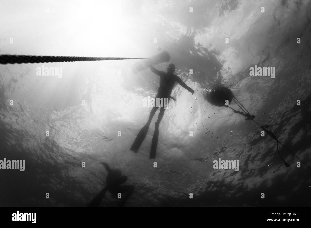 A black and white of a person free-diving underwater in the sea Stock ...