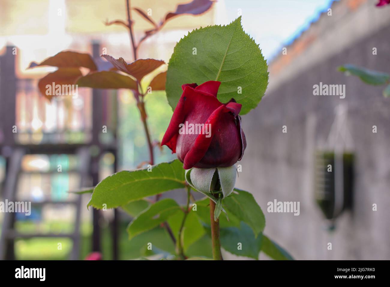 red roses are my favorite roses in a garden Stock Photo - Alamy